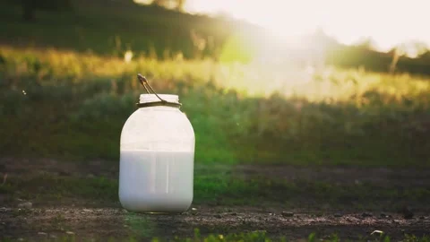 Fresh milk to filling a can on a dairy f... | Stock Video | Pond5