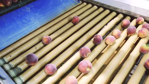 Fresh peaches on processing line of sort... | Stock Video | Pond5
