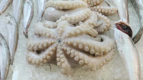 Fresh raw octopuses and fish lying on ic... | Stock Video | Pond5