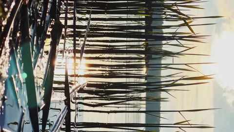 fresh reed sprouts sticking out of the w... | Stock Video | Pond5