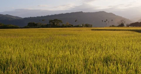 Fresh rice field under sunset | Stock Video | Pond5