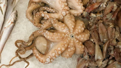 Fresh seafood. Sea fish, squids, octopus... | Stock Video | Pond5