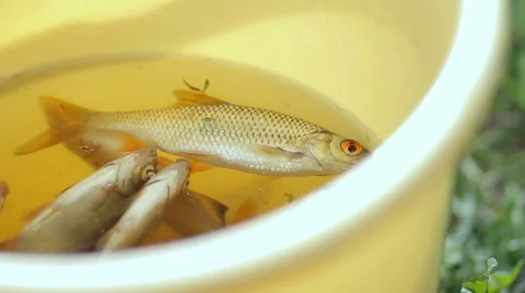 Fresh small fish in a yellow bucket. Fis... | Stock Video | Pond5