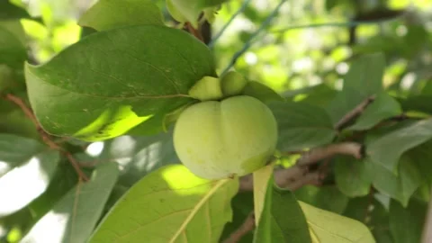 Fresh Small Size Japanese Apples Growing... | Stock Video | Pond5
