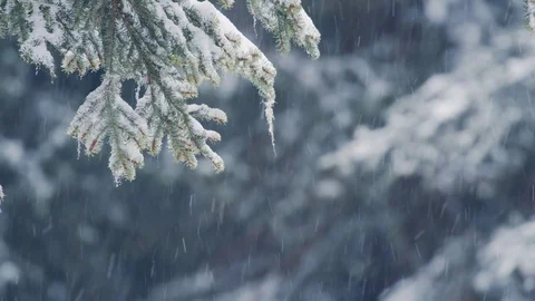 Fresh snow falling against trees in the ... | Stock Video | Pond5