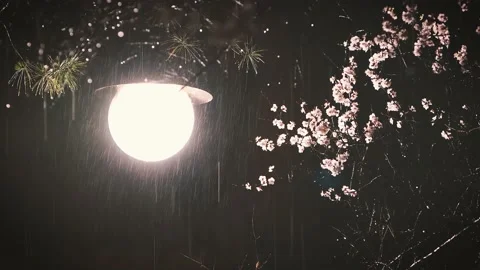 Fresh spring rain falling on the dark ni... | Stock Video | Pond5