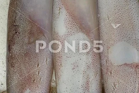 Fresh squid tubes close up top view freshly caught squid cuttlefish ...