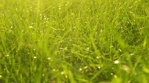 Fresh sunny shiny green grass background | Stock Video | Pond5