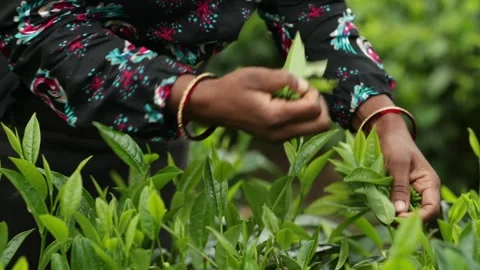Fresh tea leaves being picked, slow moti... | Stock Video | Pond5