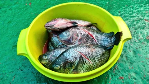 Fresh Tilapia Fish in a Green Basin on a... | Stock Video | Pond5