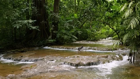 Fresh water in calm rainforest stream | Stock Video | Pond5
