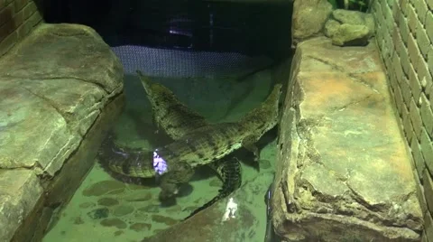 Images Of Crocodiles Stock Videos – Royalty-Free HD & 4K Videos | Pond5