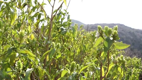 fresh white flower on mount plant. | Stock Video | Pond5