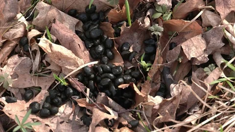 Fresh White-tailed deer scat, droppings,... | Stock Video | Pond5
