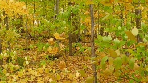 Fresh wind blowing through leaves in all... | Stock Video | Pond5