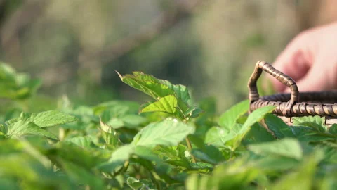 Ground Elder Stock Videos – Royalty-Free HD & 4K Videos