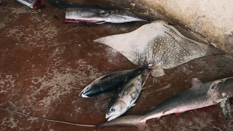 Freshly Caught Fish Sail Tuna Shark And ... | Stock Video | Pond5
