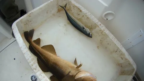 Freshly caught fish in shades of gray an... | Stock Video | Pond5