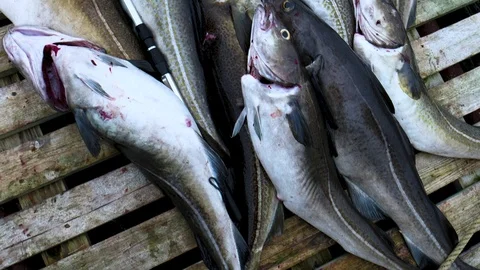 Freshly caught fish on tree. Catching se... | Stock Video | Pond5