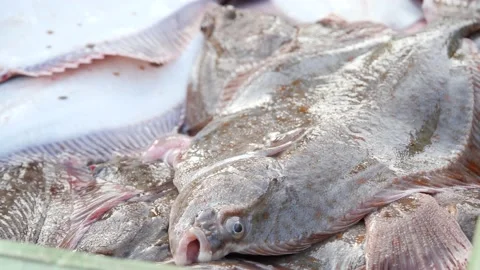 Freshly caught live Flounders, close up ... | Stock Video | Pond5