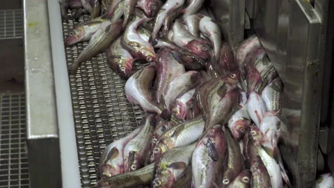Freshly caught pollock fish goes along t... | Stock Video | Pond5