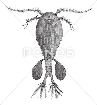 How To Draw A Copepod Copepod Poster By Science Photo Library