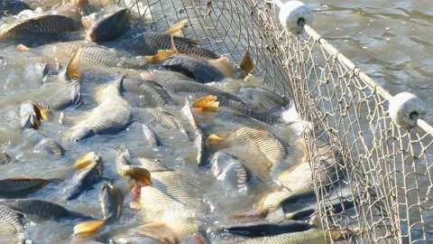 Breeding Fish Stock Video Footage | Royalty Free Breeding Fish Videos ...