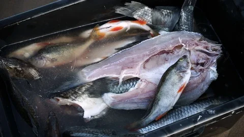 Freshwater fish caught during fishing an... | Stock Video | Pond5