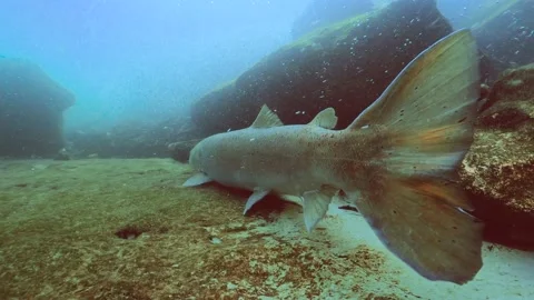 Freshwater fish Common huchen (Hucho huc... | Stock Video | Pond5