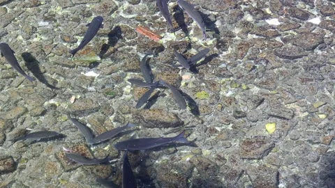 Freshwater fish in a stream in Sivota, G... | Stock Video | Pond5