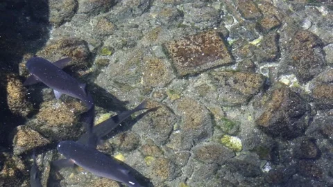 Freshwater fish in a stream in Sivota, G... | Stock Video | Pond5