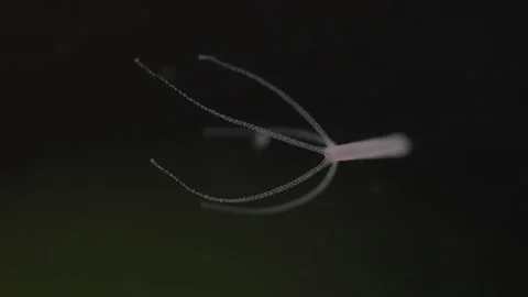 Freshwater hydra. Small aquarium parasit... | Stock Video | Pond5