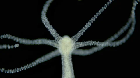 Freshwater Hydra under microscope, class... | Stock Video | Pond5