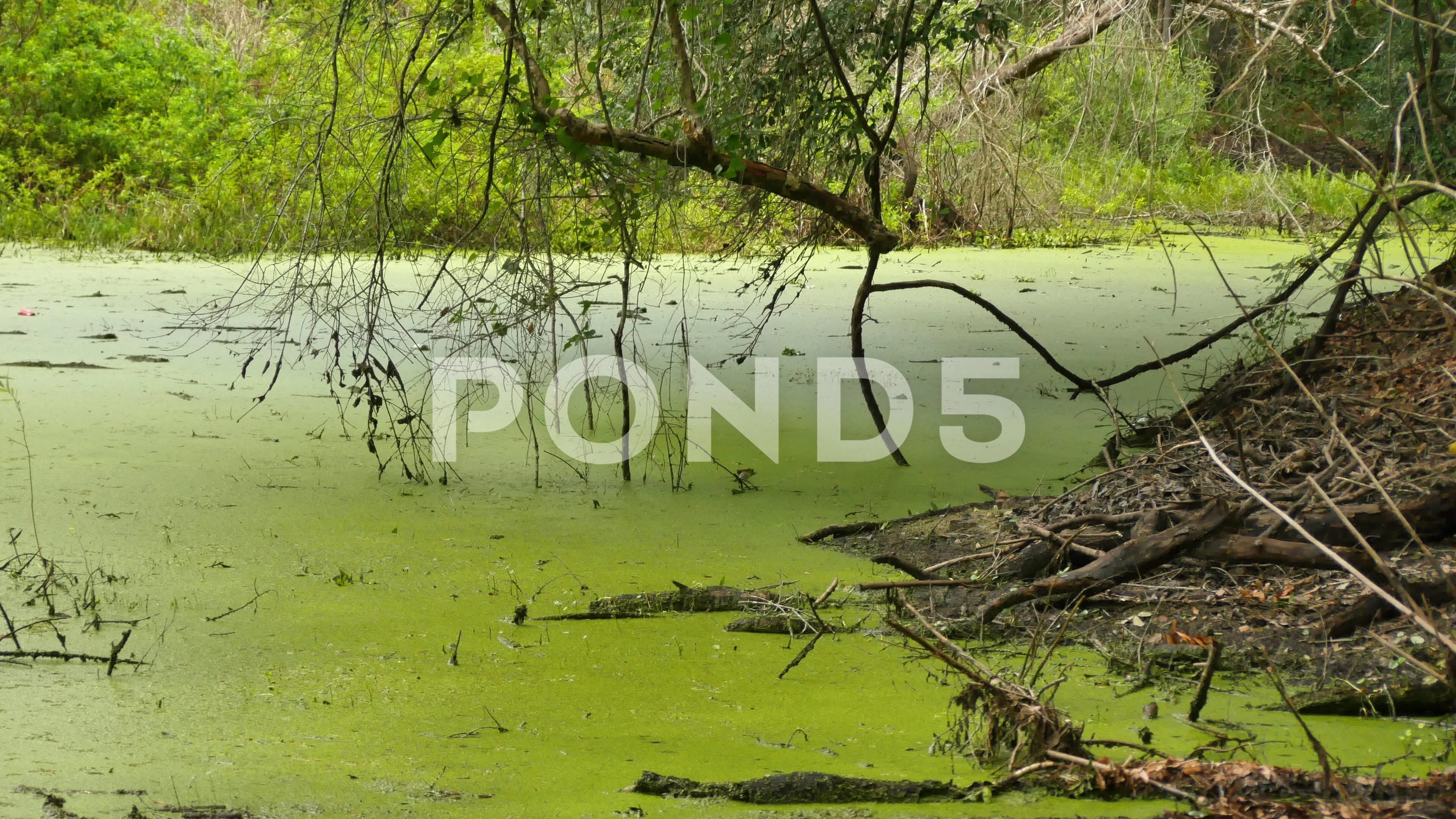 Freshwater Pond Algae