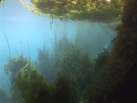 Freshwater Scenery Stock Video Footage | Royalty Free Freshwater ...