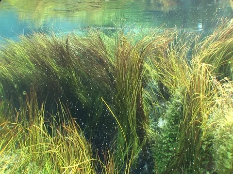 Freshwater Scenery Stock Video Footage | Royalty Free Freshwater ...