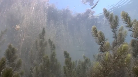 freshwater scenery river lake underwater... | Stock Video | Pond5