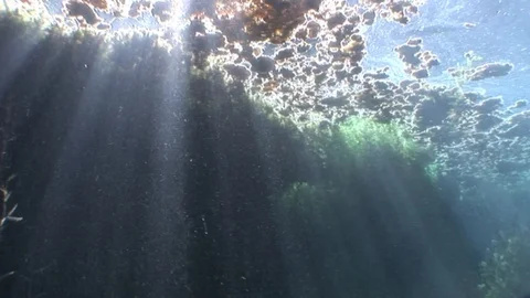 Underwater Freshwater Plants Stock Video Footage | Royalty Free ...