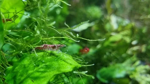 Green Aquarium Texture Stock Videos – Royalty-Free HD & 4K Videos | Pond5