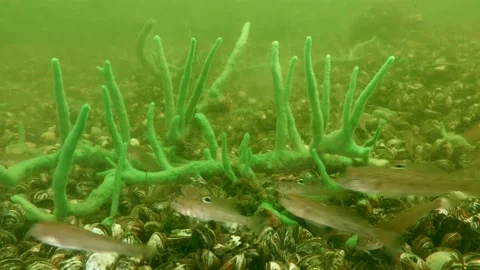 Freshwater Sponge Stock Video Footage | Royalty Free Freshwater Sponge ...