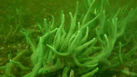 Freshwater Sponge Stock Video Footage | Royalty Free Freshwater Sponge ...