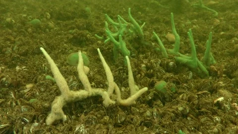 Freshwater Sponge Stock Video Footage | Royalty Free Freshwater Sponge ...