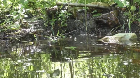 Freshwater Stream Flows Into Swamp With ... | Stock Video | Pond5