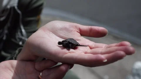 freshwater turtle cub in female hands | Stock Video | Pond5