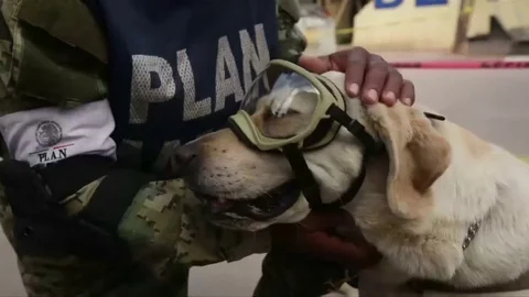 Frida the rescue dog emerges as hero of ... | Stock Video | Pond5