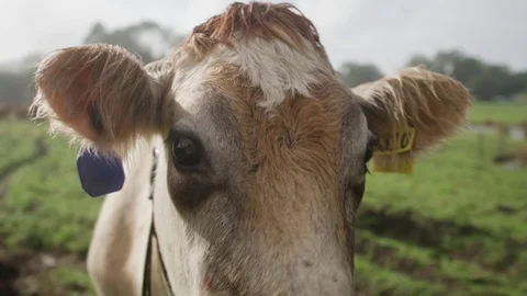 Friendly cow in the rain | Stock Video | Pond5