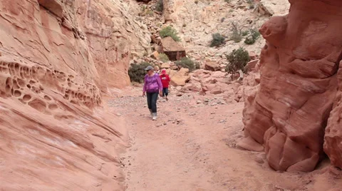 Wild Horse Hd Stock Videos – Royalty-Free HD & 4K Videos | Pond5