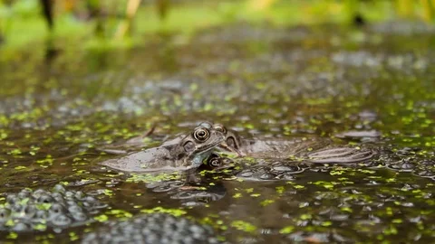 A Frog Croaking on Top of Another Frog i... | Stock Video | Pond5