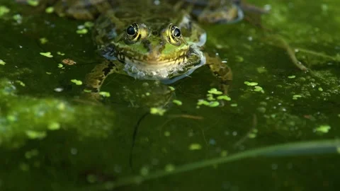 Frog crying. European frog in water. Pel... | Stock Video | Pond5