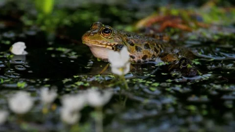 Frog crying. European frog in water. Pel... | Stock Video | Pond5